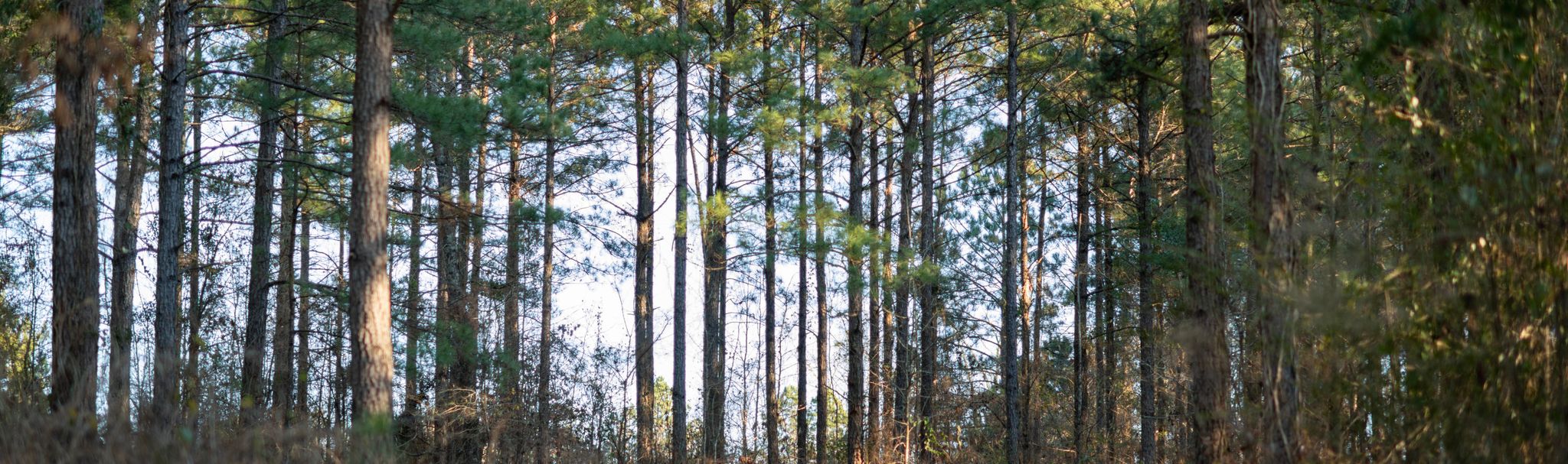 Rod Shepard | Whitetail Properties