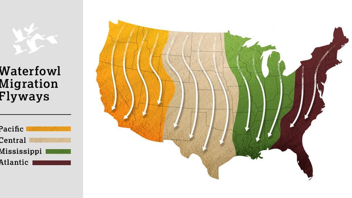 Waterfowl Migration Flyways and Opening Dates | Whitetail Properties