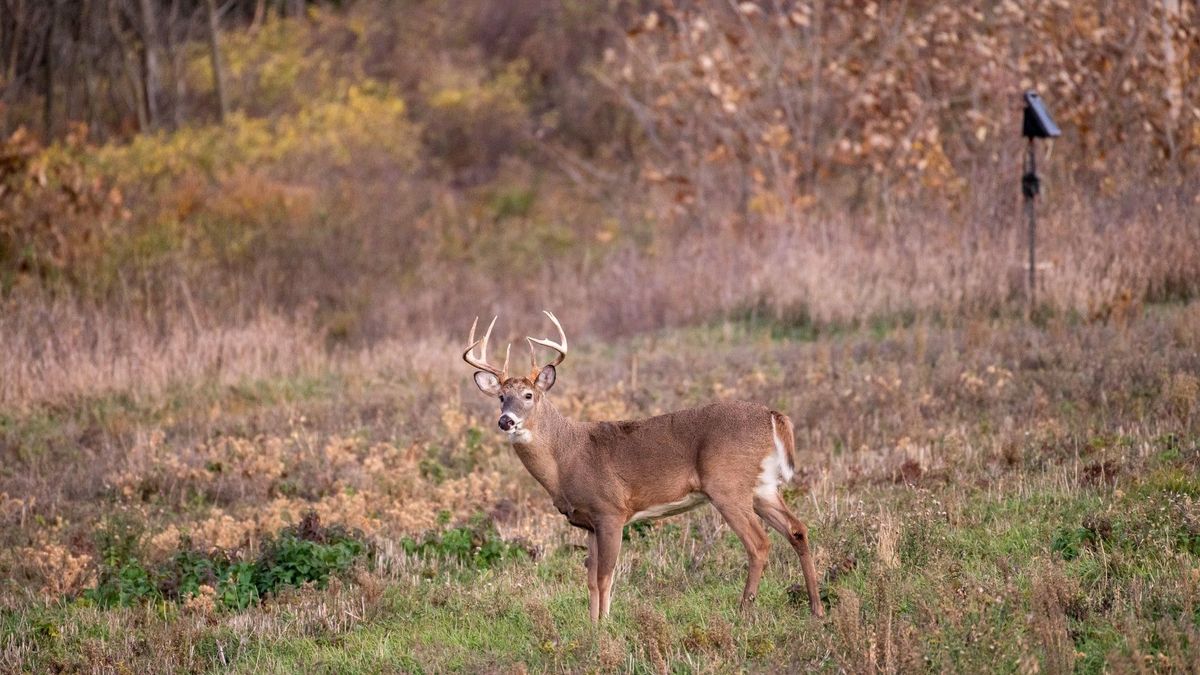 Early Season Hotspots: Make Your Hunts in the Beginning of the Season Count | Whitetail Properties