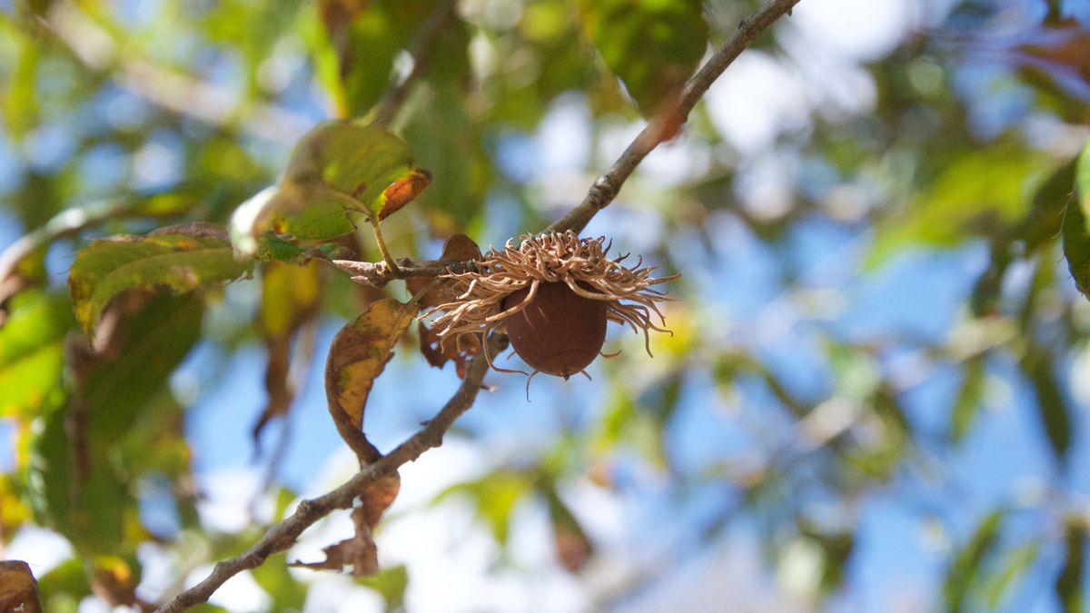 Deer Candy: The Sawtooth Oak | Whitetail Properties