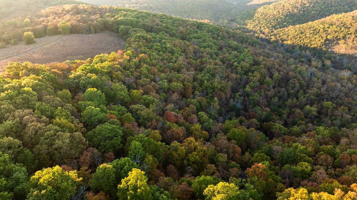 Terrain-Specific Deer Hunting Tactics: From Ridges to Swamps ...