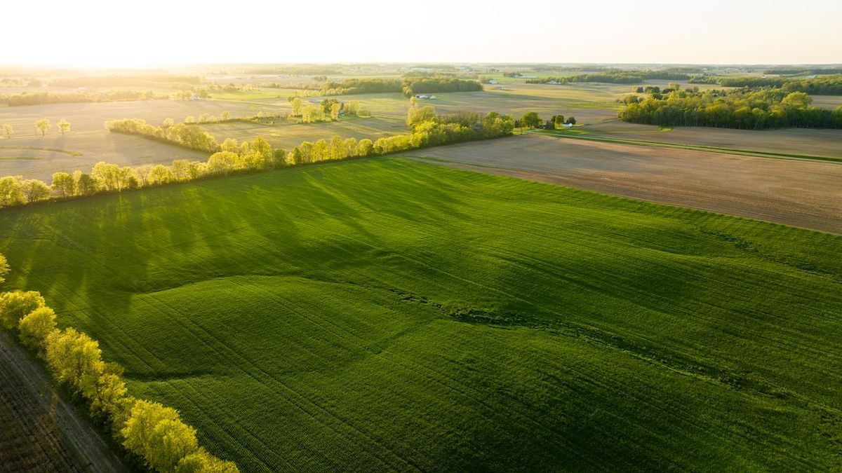 Top Cover Crops for Kansas and Nebraska Farmers | Whitetail Properties