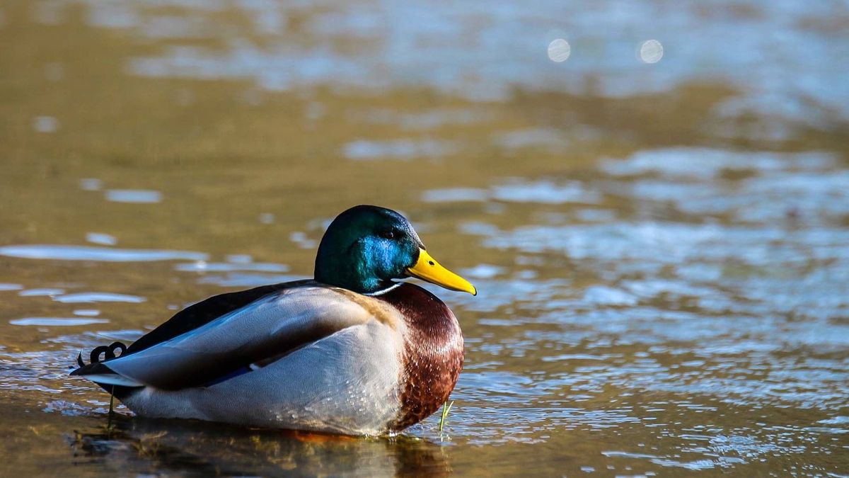 A Guide to Waterfowl Identification | Whitetail Properties