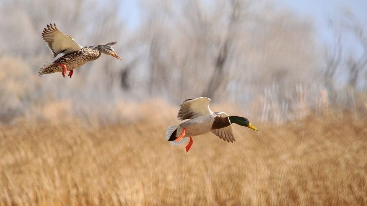 Timber Duck Hunting | Whitetail Properties