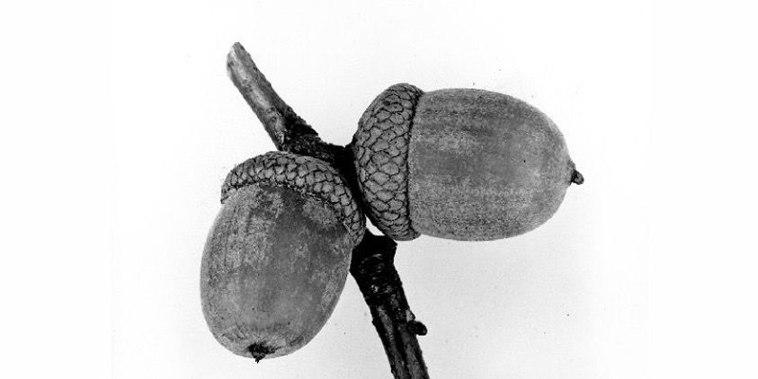 Which Oak Trees Do Deer Like Best? | Whitetail Properties