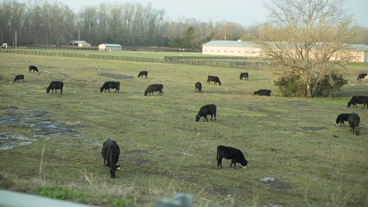Turning Farmland Into Hunting Land | Whitetail Properties