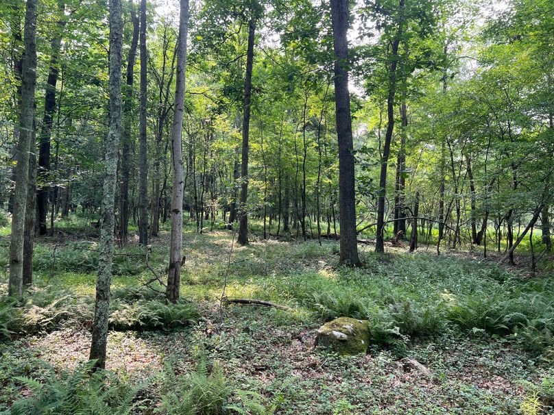 Secluded Hunting Parcel With Stream And Timber | Whitetail Properties