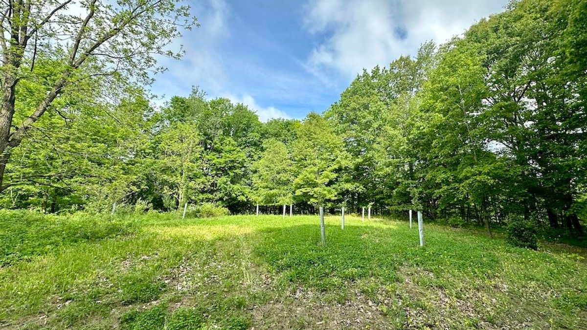 Incredible Hunting Tract In One Of Michigan's Renowned Trophy Buck ...