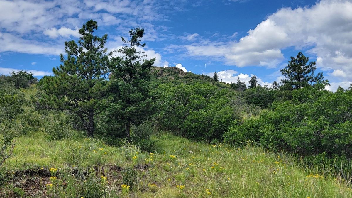 Beautiful Wooded Building Lot With Mountain Views | Whitetail Properties