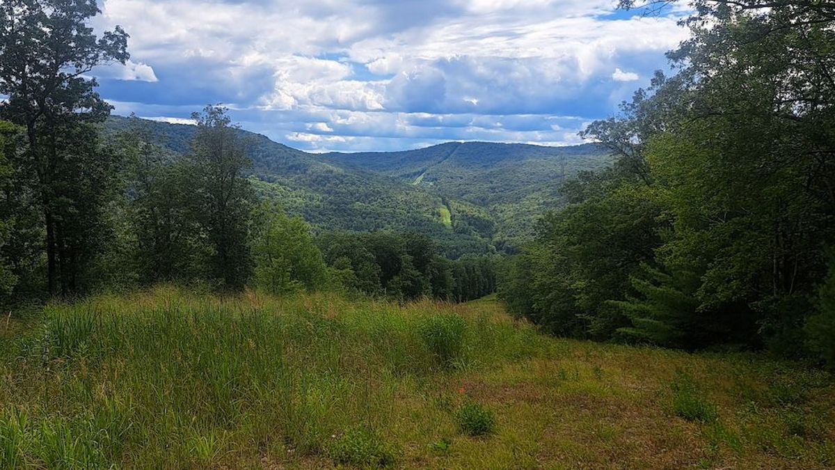 67+- Acres Bordering Tioga State Forest In Tioga County | Whitetail ...