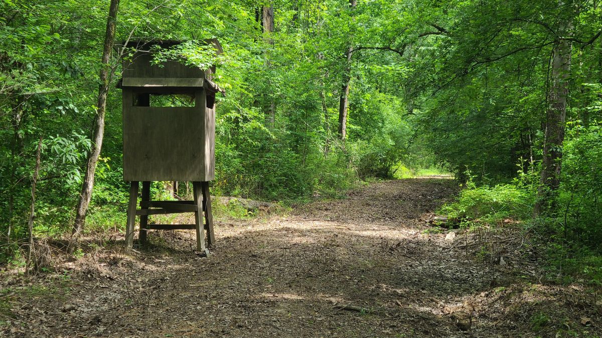 Timber Property With Abundant Wildlife | Whitetail Properties