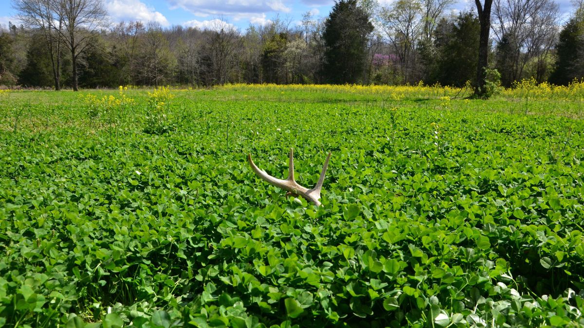 Beautiful Hunting Farm With Food Plots And Big Barren Creek Bordering ...