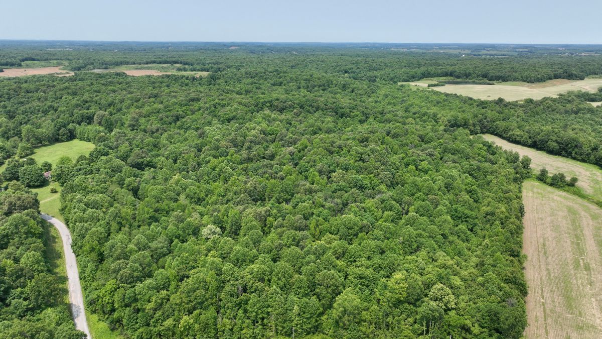 Rolling Timber Tract With Creek, Trails And Big Buck Potential ...