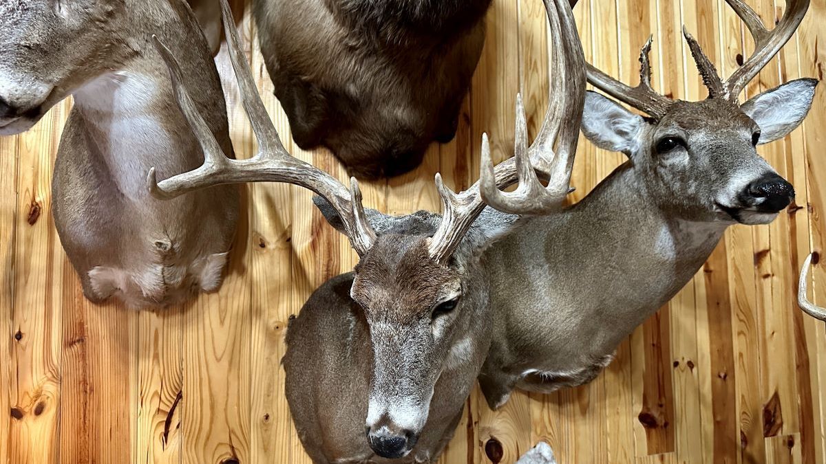 Waterfowl, Deer And Turkey Hunting Property Along The Saline River | Whitetail Properties