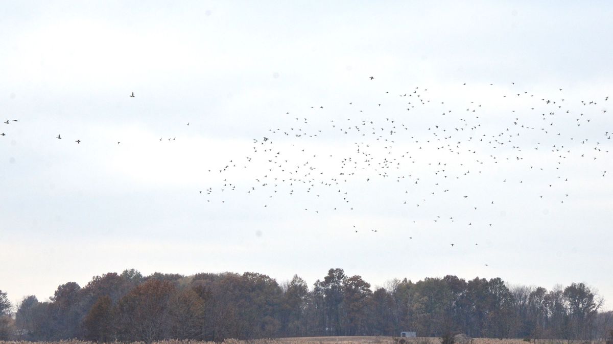 Trophy Buck, Waterfowl, Turkey And Dove Hunting Near Rend Lake ...