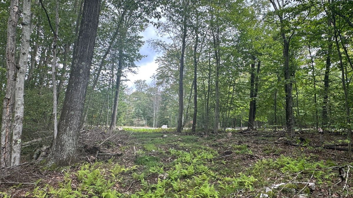 Buildable Lot Bordering State Forest Unique Gem | Whitetail Properties