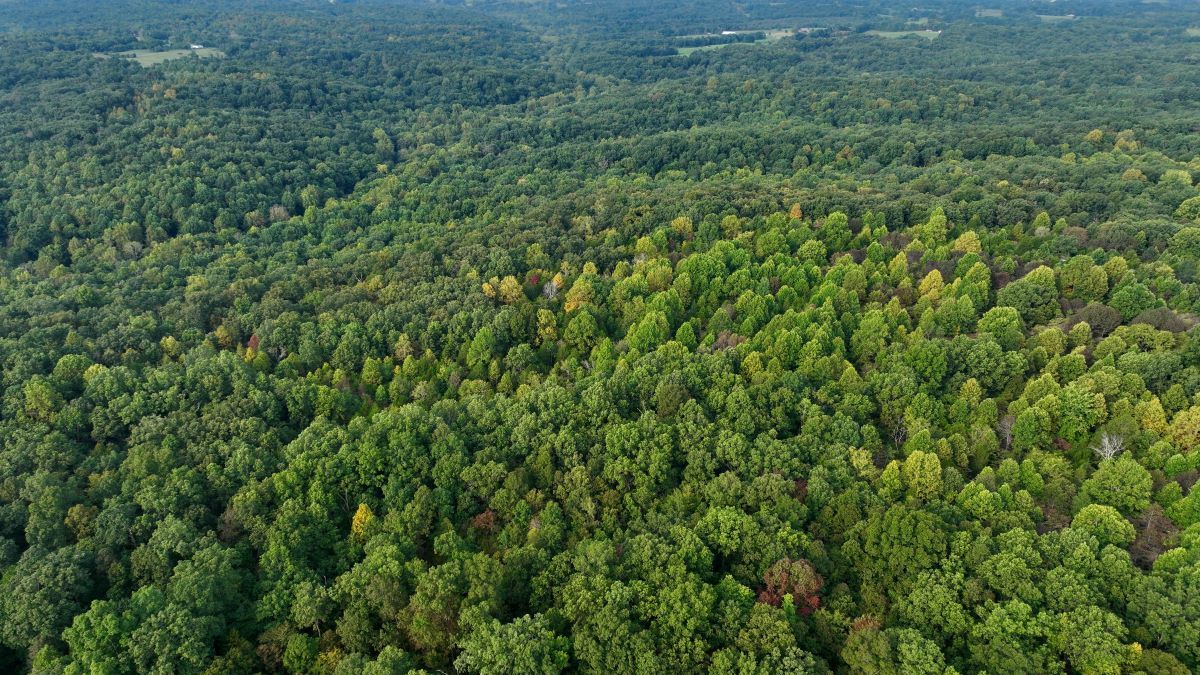 All Timber Hunting Tract In The Shawnee National Forest Area ...