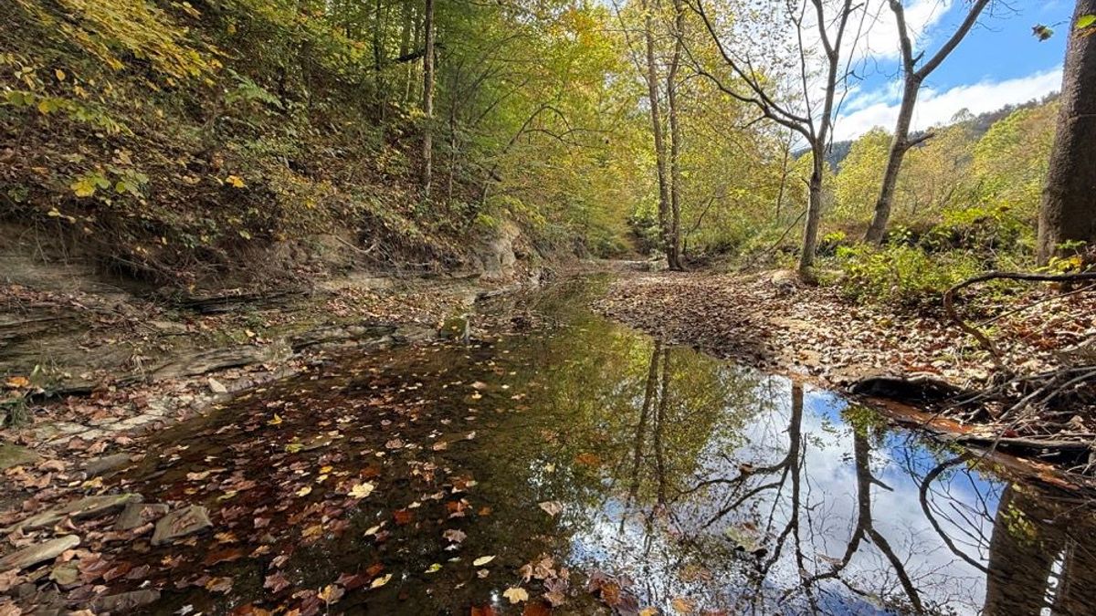 Premier Build-Ready Big Buck property with Blue Line Stream | Whitetail ...