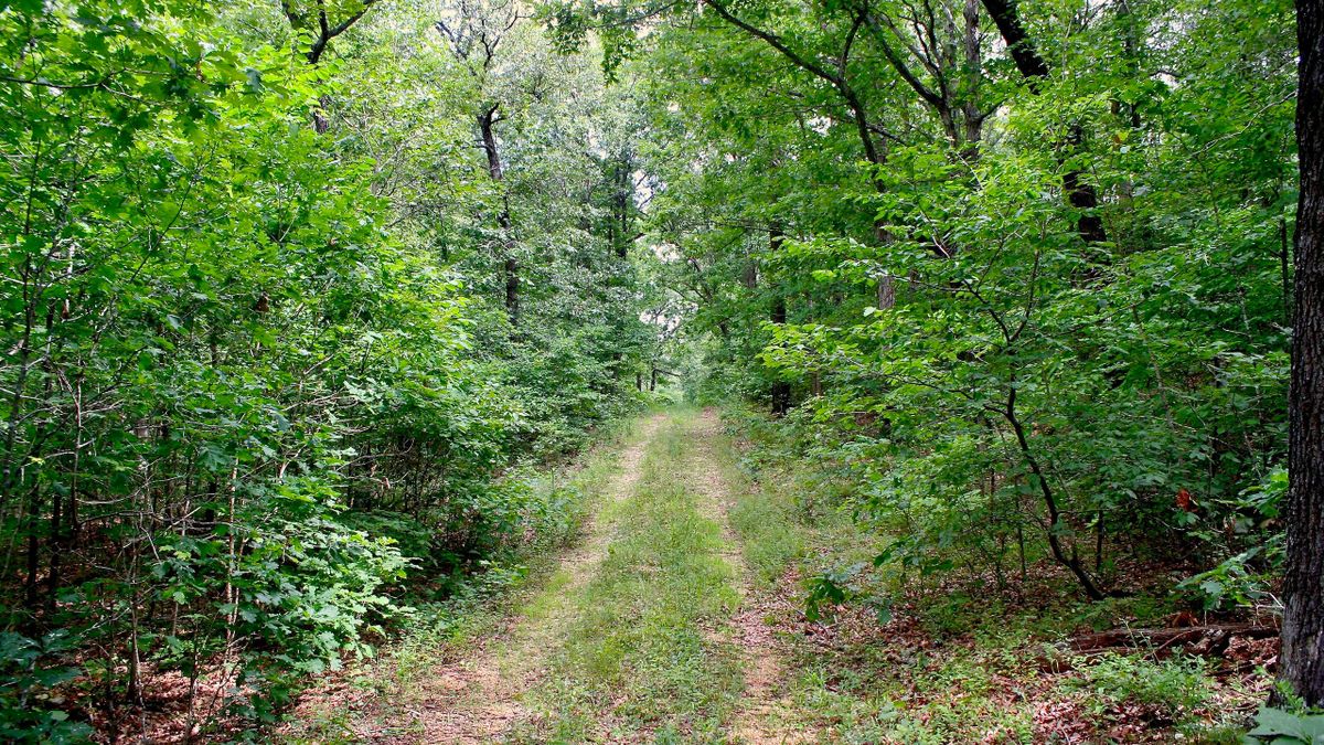 Secluded Timber Tract Near Truman Lake And Lake Of The Ozarks ...