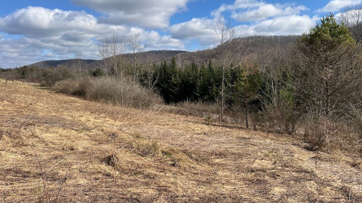 Small Wooded Parcel Bordering The Elk State Forest | Whitetail Properties