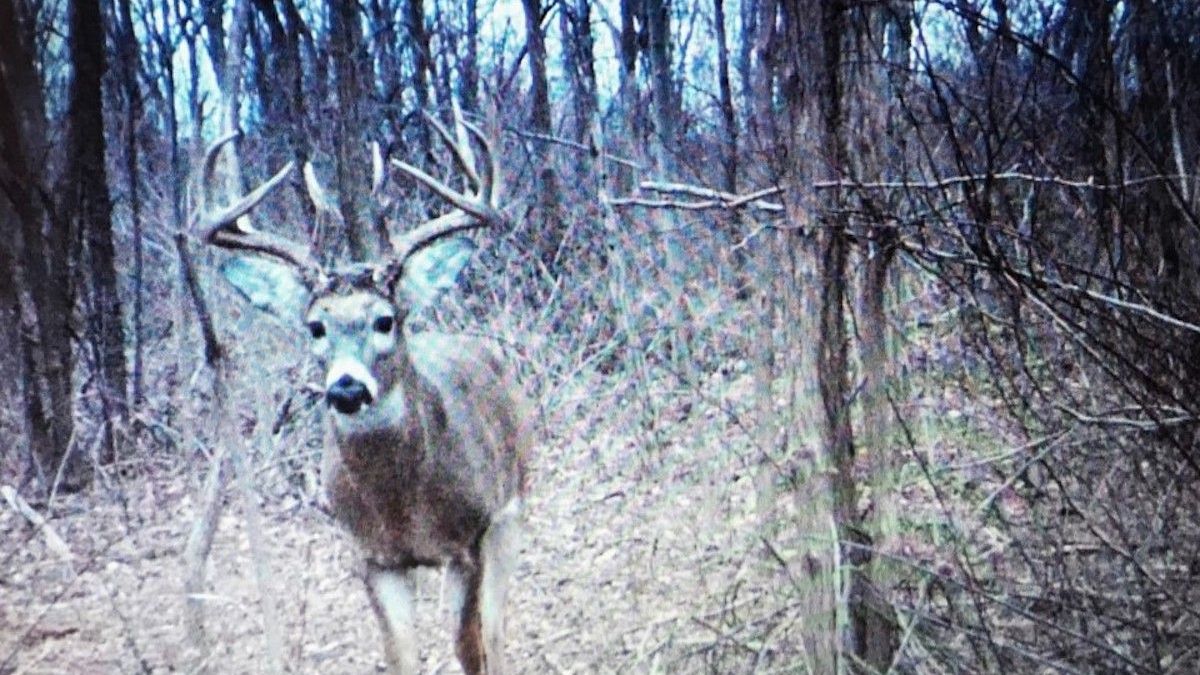 Pure Deer Hunting For Serious Hunters In Ripley, NY | Whitetail Properties