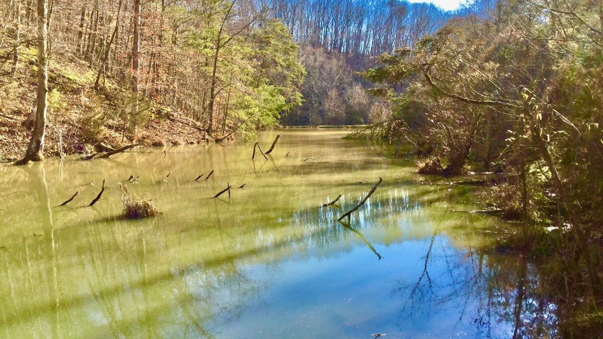 Homestead Secluded Farm With Ponds, Marketable Timber And Barn ...