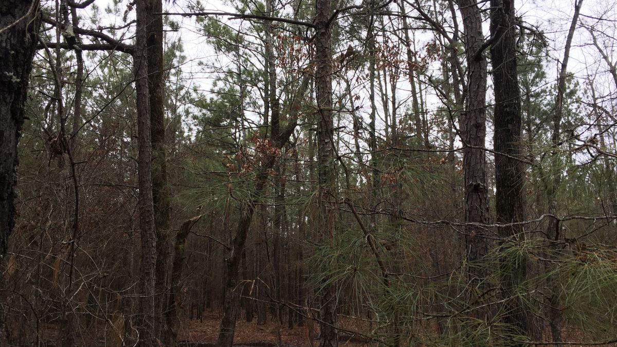 Great Hunting Property Located Near Bodcau WMA | Whitetail Properties