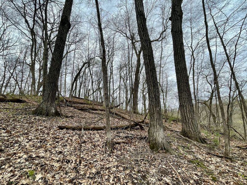 Mature Timber Tract With Hunting In Southwest WI | Whitetail Properties