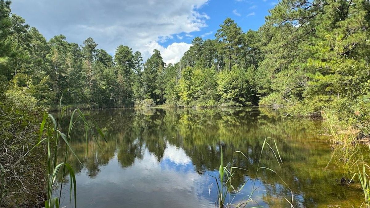 Nice Timber and Recreational Tract with Stocked Pond | Whitetail Properties