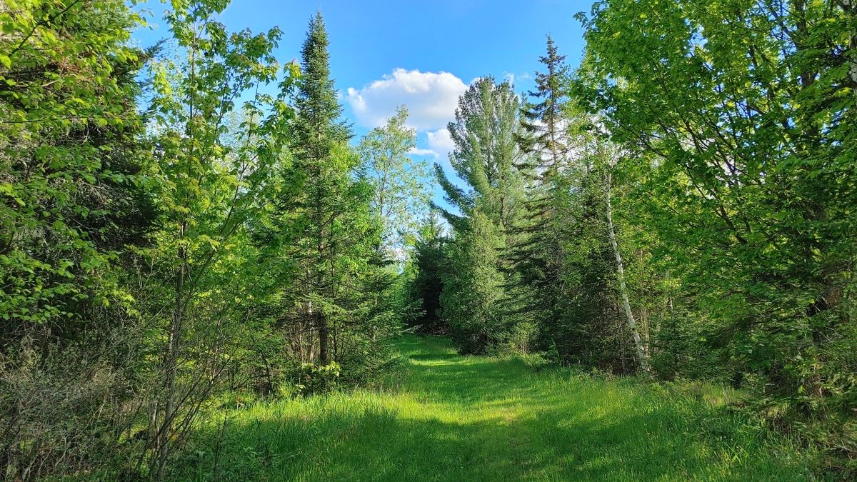 Northern Wisconsin Hunting Land With Building Locations | Whitetail ...