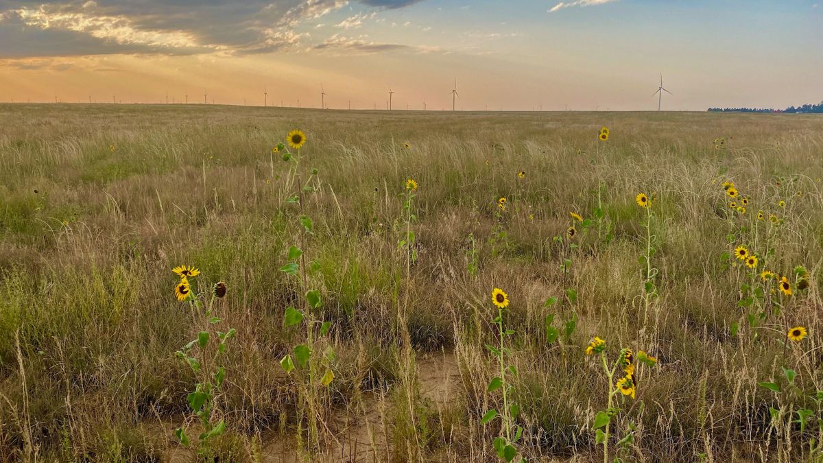 Quarter Section Of CRP Located In A Good Farming Area | Whitetail ...