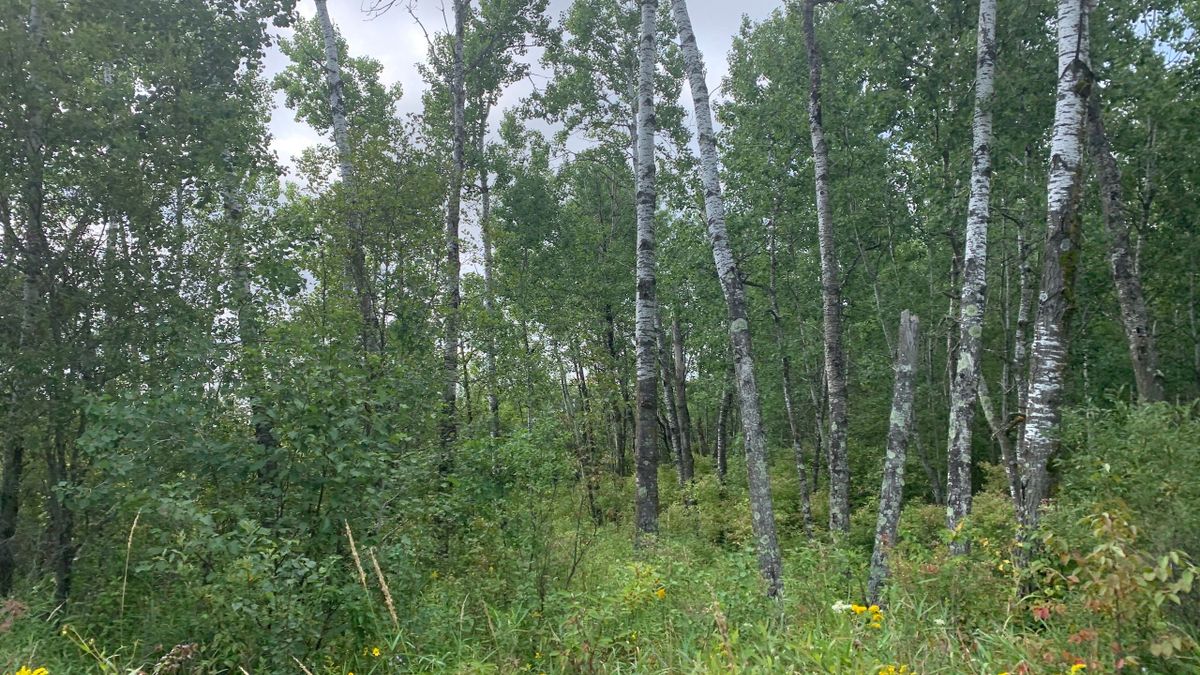 Quality Hunting With Cabin Adjacent To Chengwatana State Forest ...