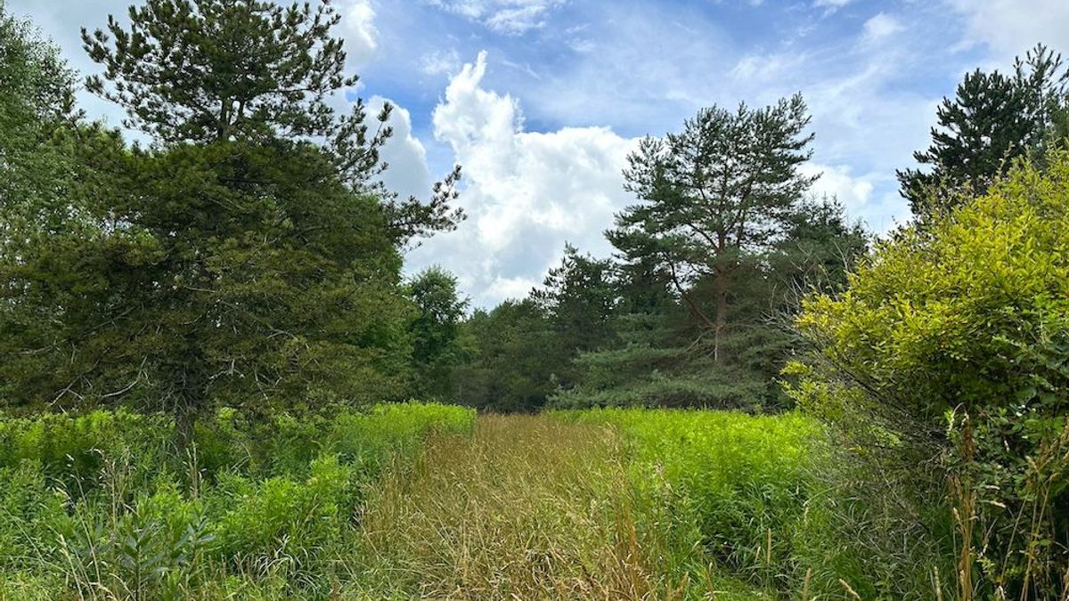 Turn-Key Hunting Retreat With Trails, Blinds And Scenic Views ...