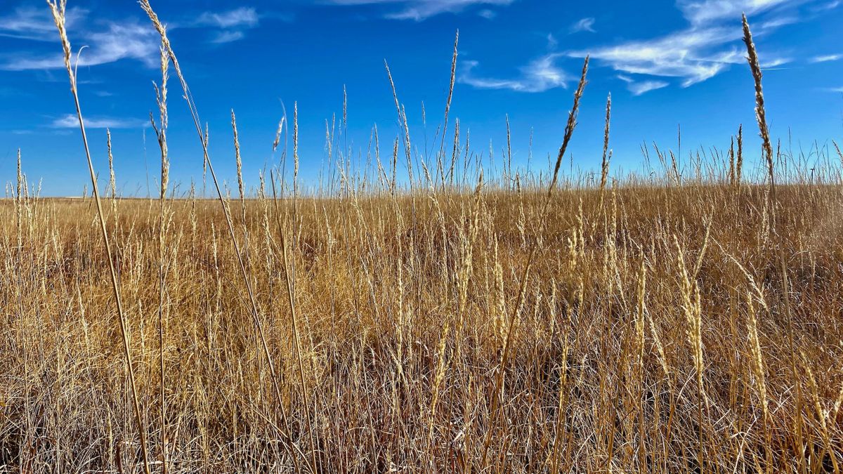 Quarter Section Of CRP Located In A Good Farming Area | Whitetail ...