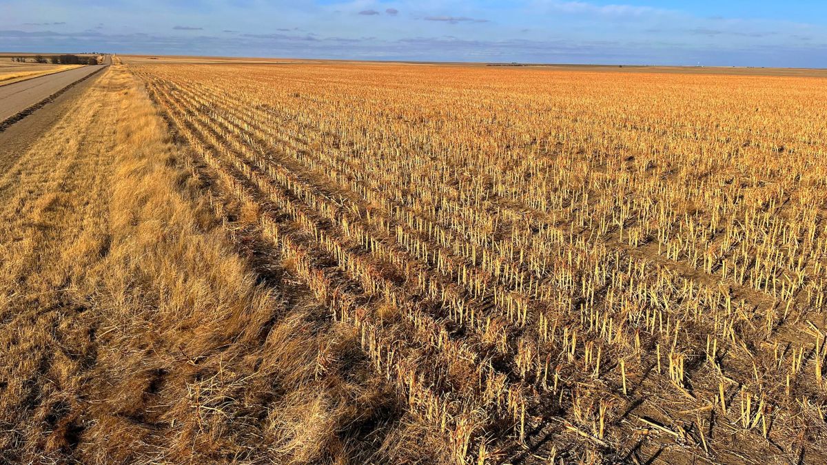 Pure Cropland In Ness County Kansas | Whitetail Properties