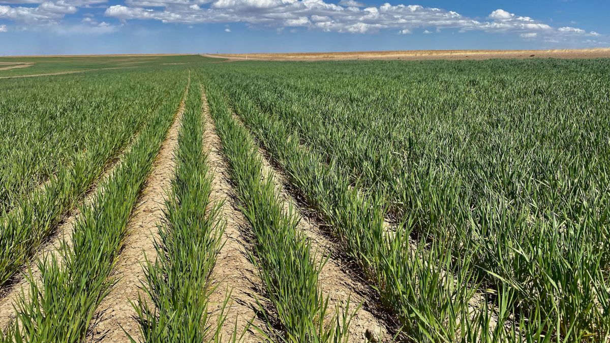 Hamilton County Cropland with Good County Road Frontage | Whitetail ...