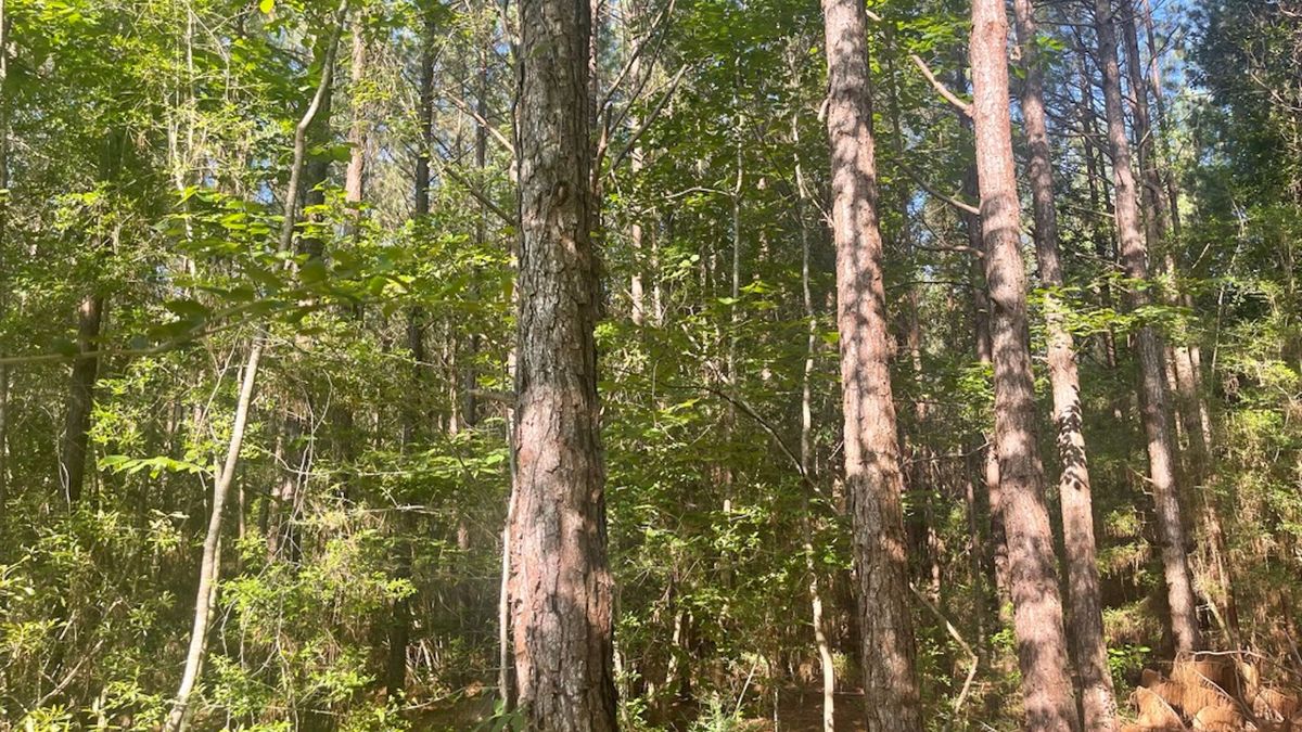 Great Timber Investment And Possible Building Site | Whitetail Properties