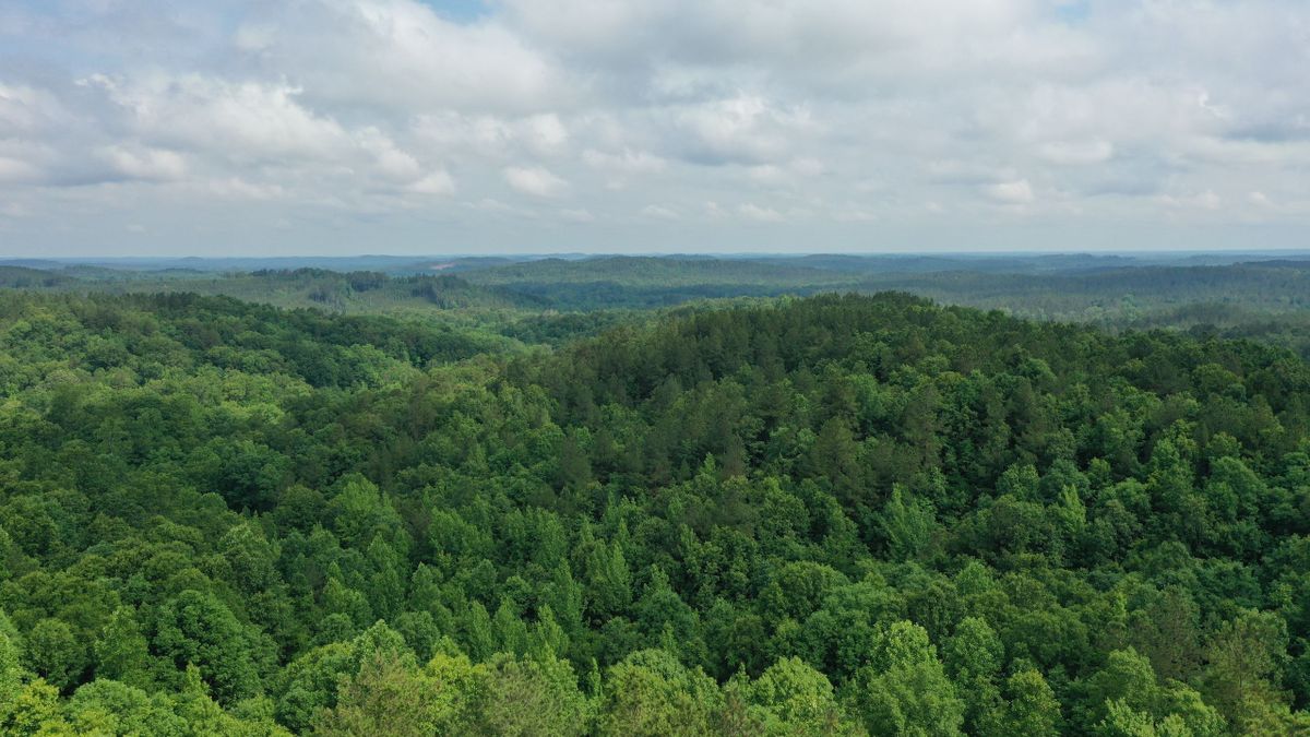 Hardwood And Pine Timber Tract Near Duck Hill MS | Whitetail Properties