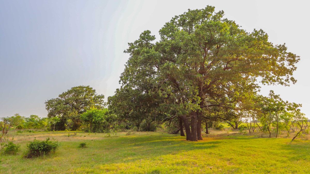 The County Line Ranch | Whitetail Properties