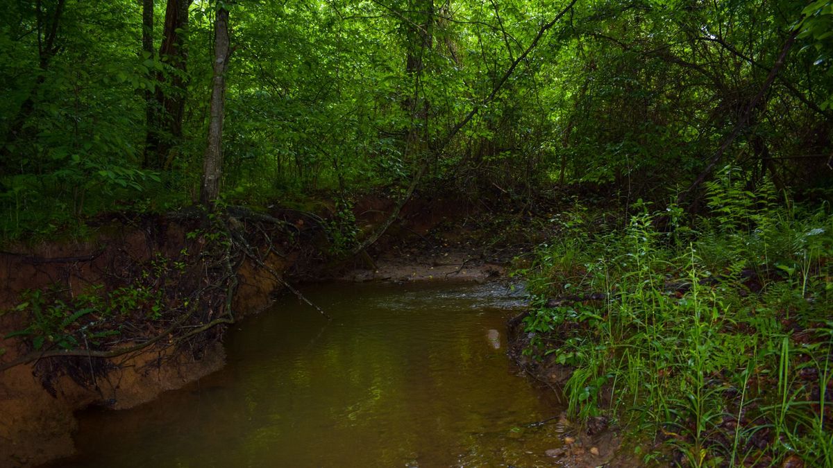 Secluded Tract Off Dead End Road | Whitetail Properties