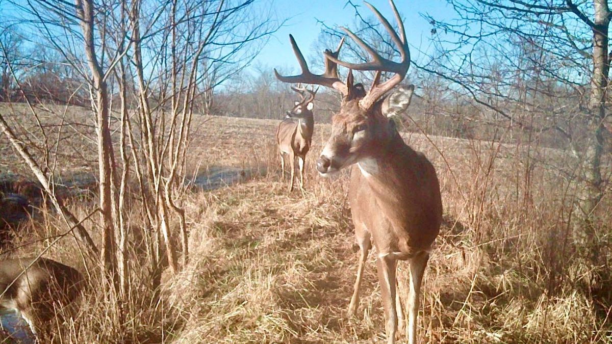 Hunting Tract With Income Adjoining Shawnee National Forest | Whitetail ...