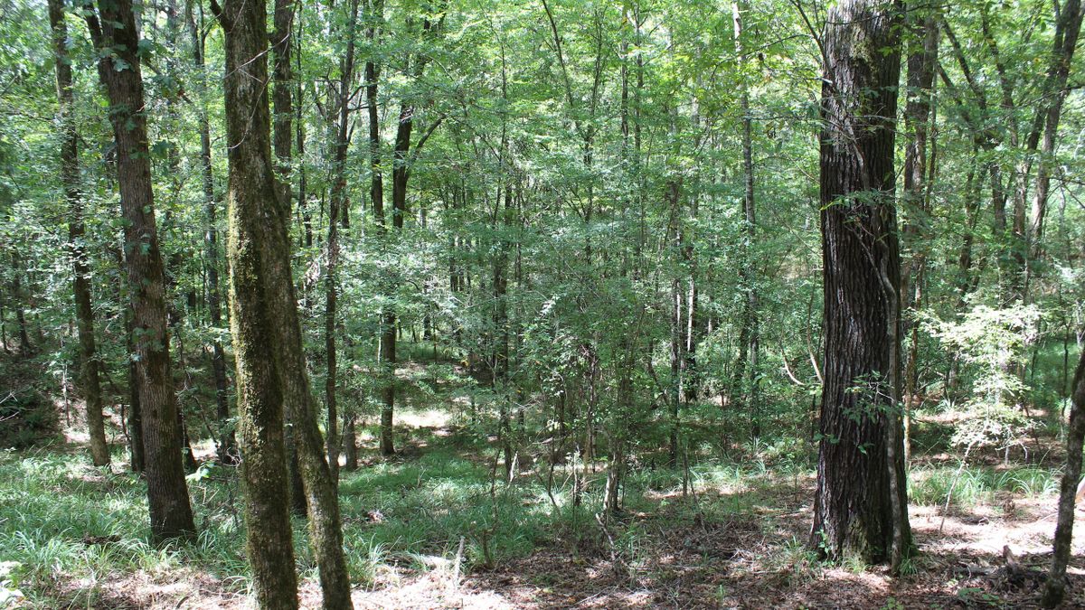 Mature Timber Tract With Camp In Central Mississippi | Whitetail Properties