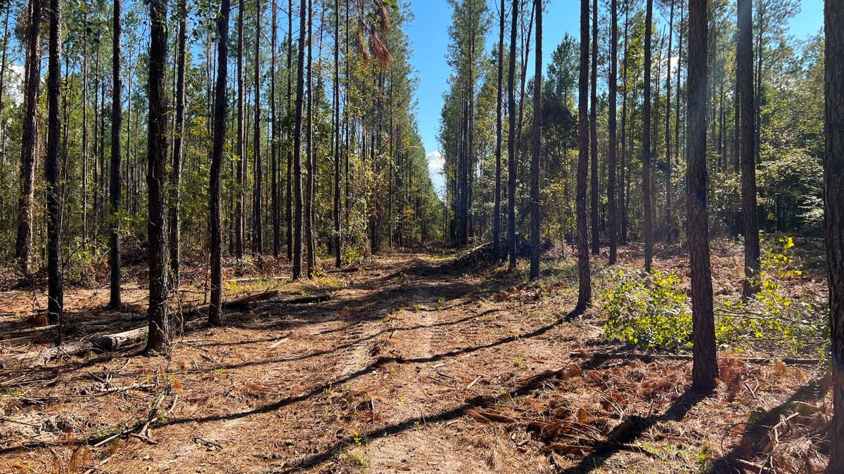 Hunting Tract With Planted Pines And Hardwood Draw | Whitetail Properties