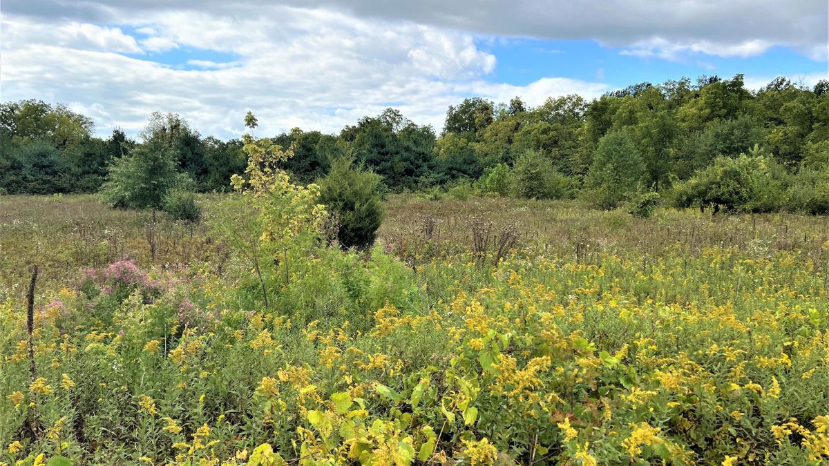 Diverse Riverfront Hunting And Recreational Property With Trail System ...