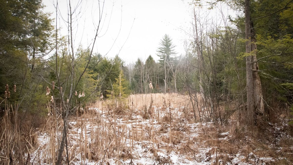 Secluded Wooded Hunting Acreage With Exclusive Access To Public Lands ...