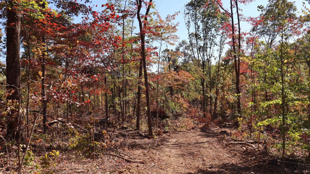 Wooded Acreage That Would Make A Good Country Home Site Or Getaway ...