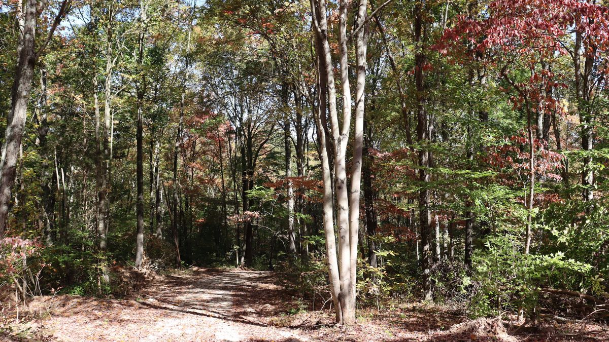 Wooded Acreage That Would Make A Good Country Home Site Or Getaway Spot ...