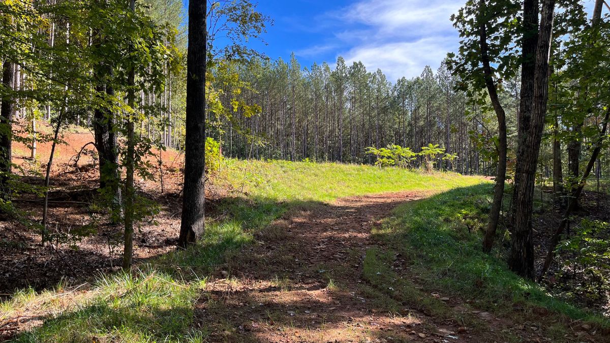 Multi Use, Unrestrictive, Pine Timber Tract | Whitetail Properties