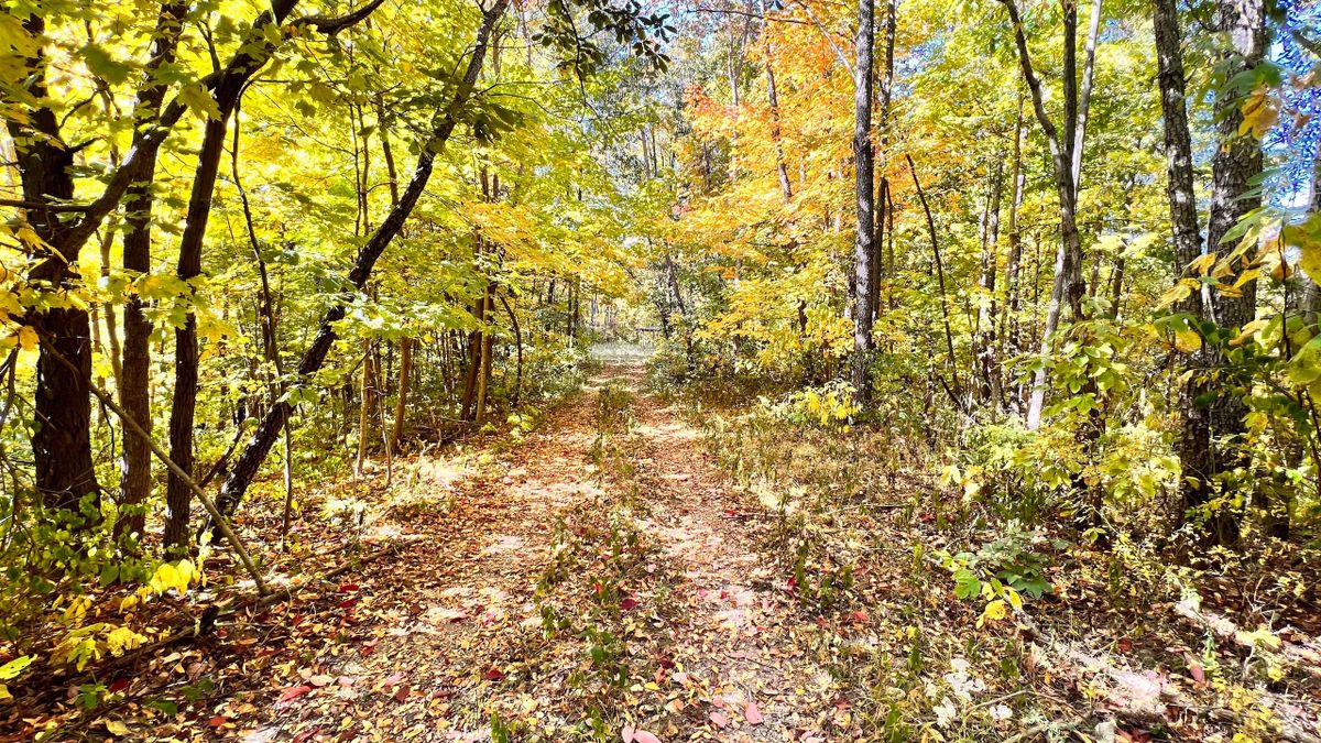 All Wooded Hunting Property With Cabin In West Central Indiana ...