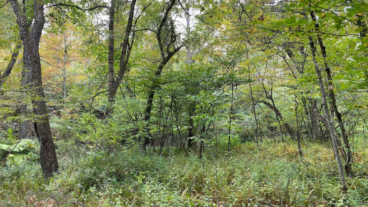 Smaller Acreage Tract With Native Trout Stream | Whitetail Properties